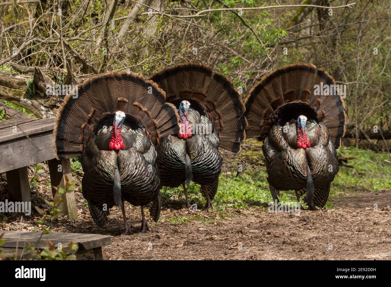 Wild Turkeys on display trying to attract a hen to mate with Stock ...