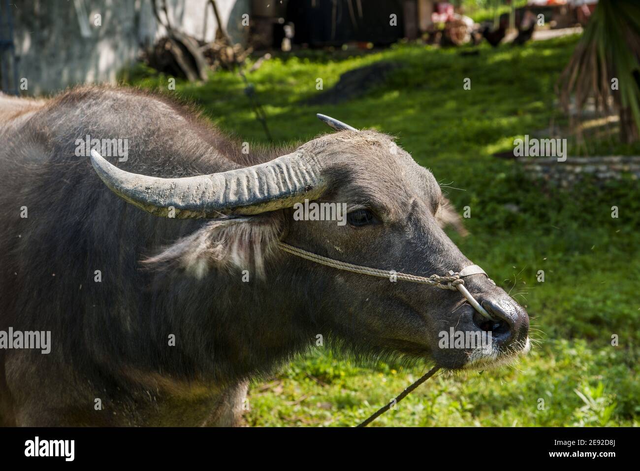 Buffalo corral hi-res stock photography and images - Alamy