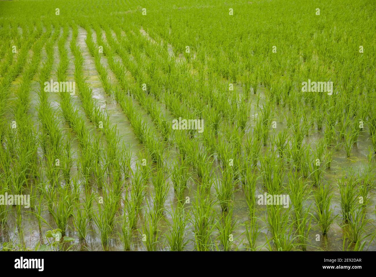 National characteristics and cultural heritage hi-res stock photography ...