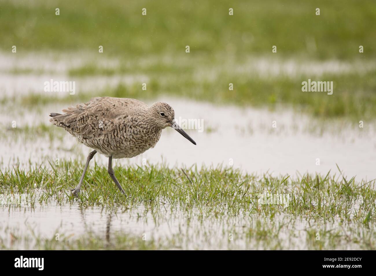 Earthworms grass field hi-res stock photography and images - Alamy