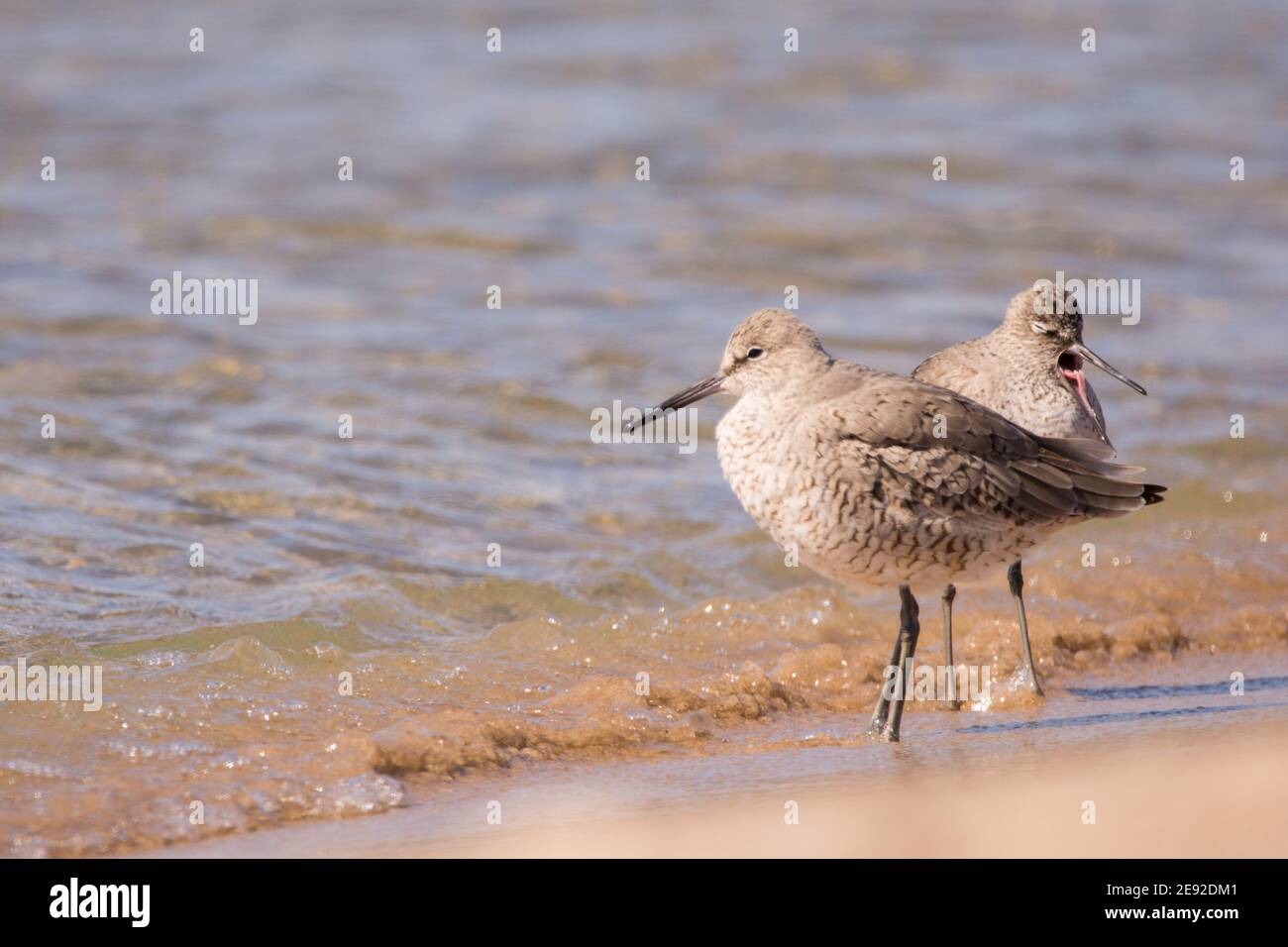 Willets on the beach hi-res stock photography and images - Alamy