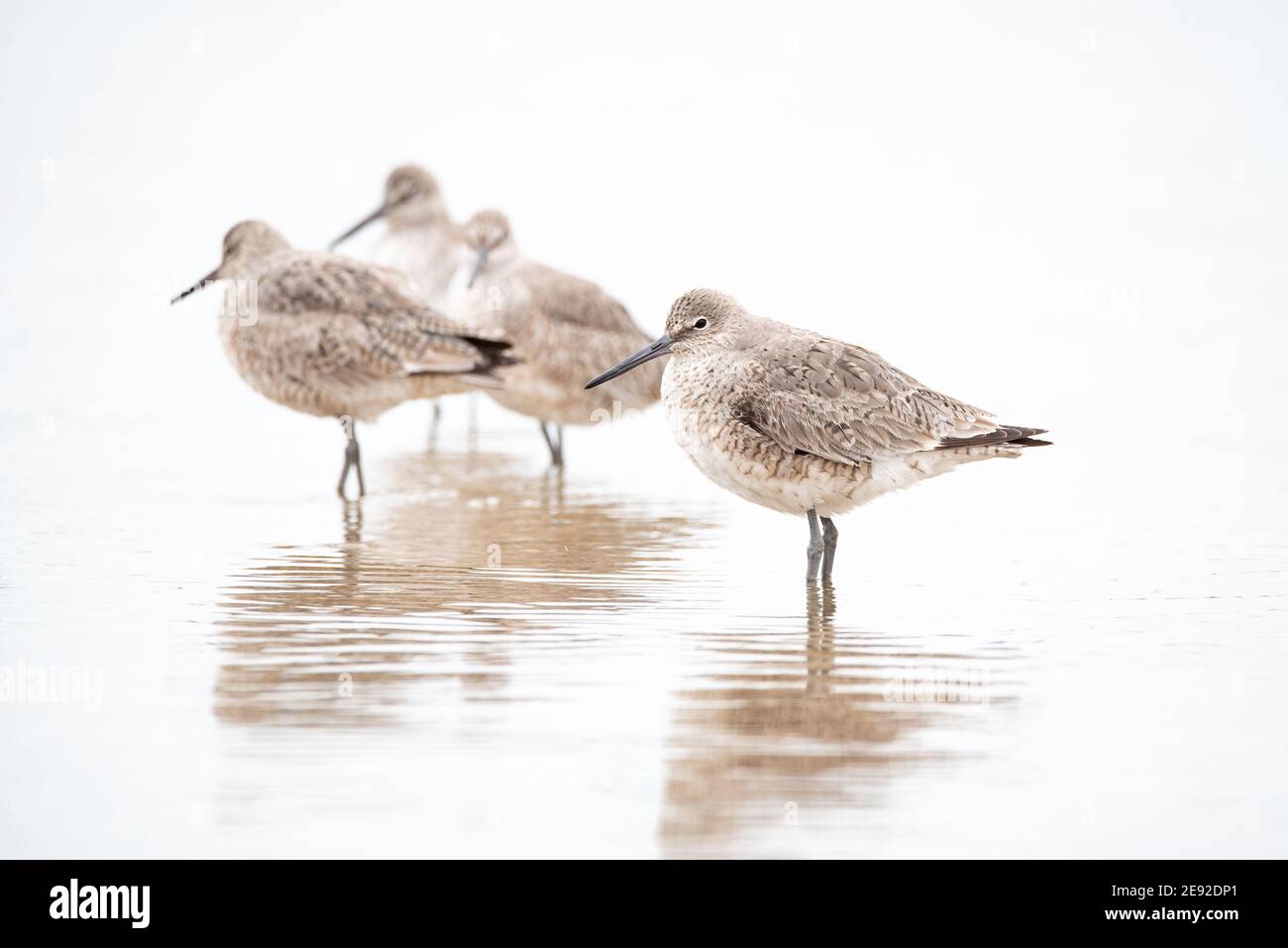 Willets hi-res stock photography and images - Alamy