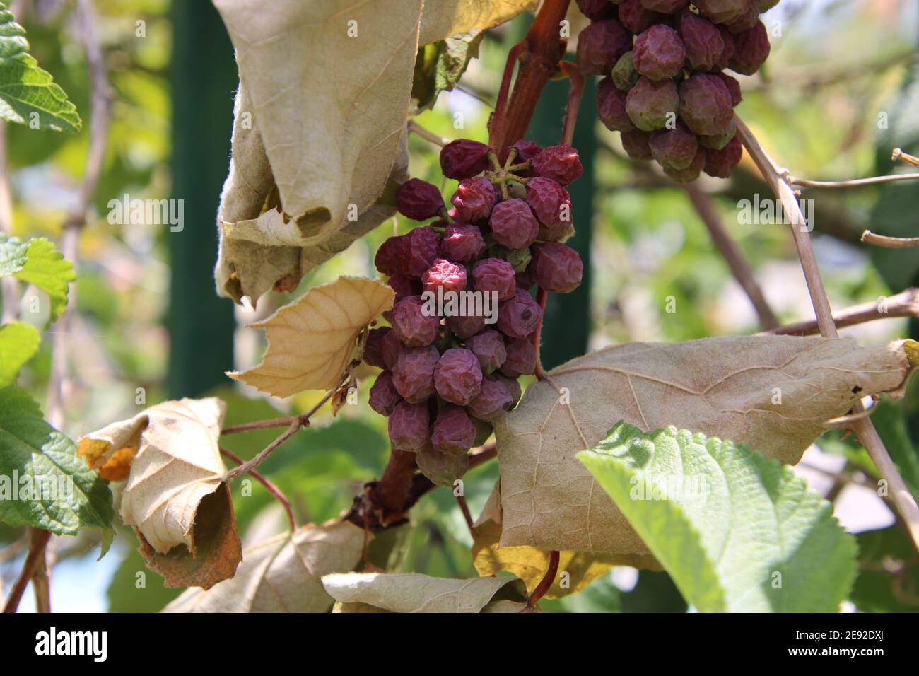A very beautiful and interesting picture of grapes that are slowly ...