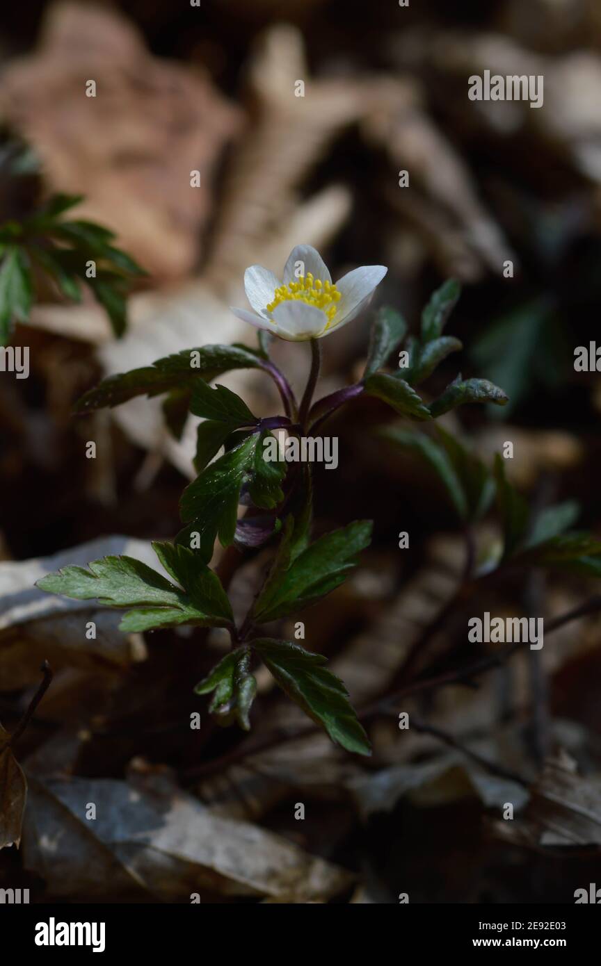 Wood anemone, early spring white wildflower in nature. Small white ...