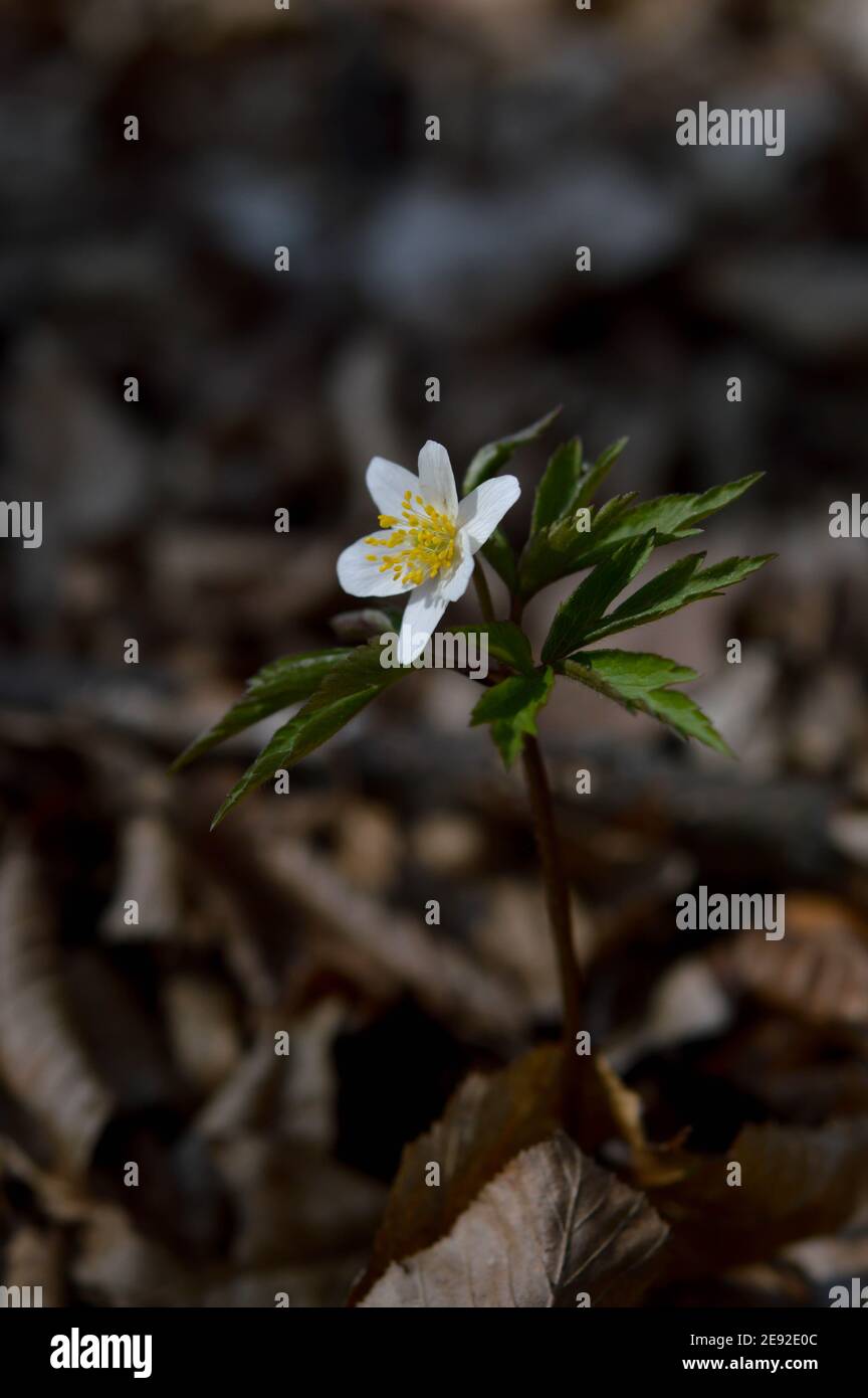 Wood anemone, early spring white wildflower in nature. Small white ...
