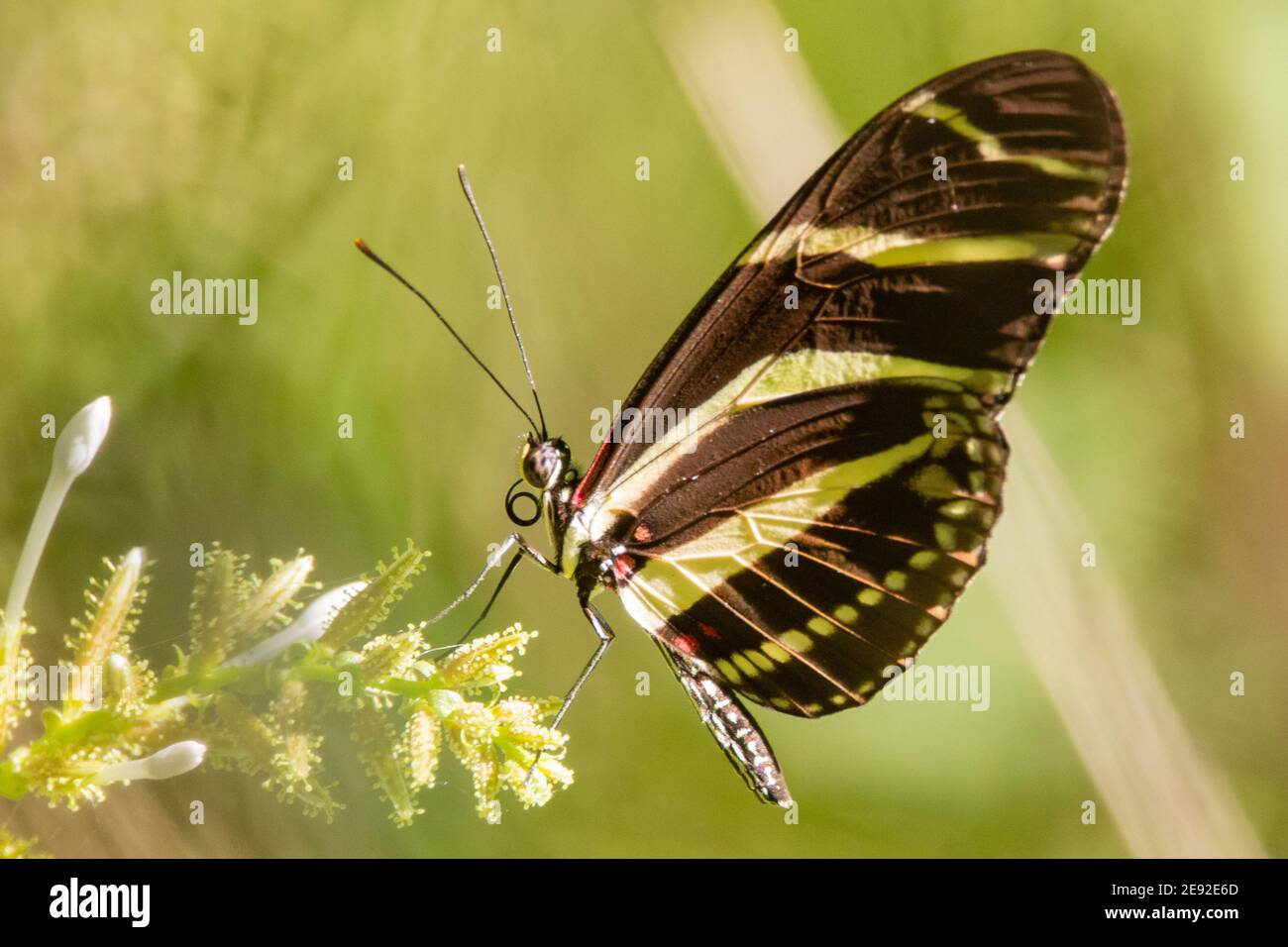 Zebra heliconian hi-res stock photography and images - Alamy