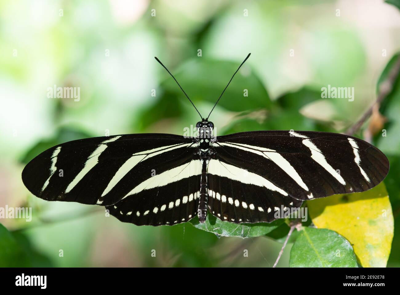 A Zebra Heliconian butterfly at the National Butterfly Center Stock ...