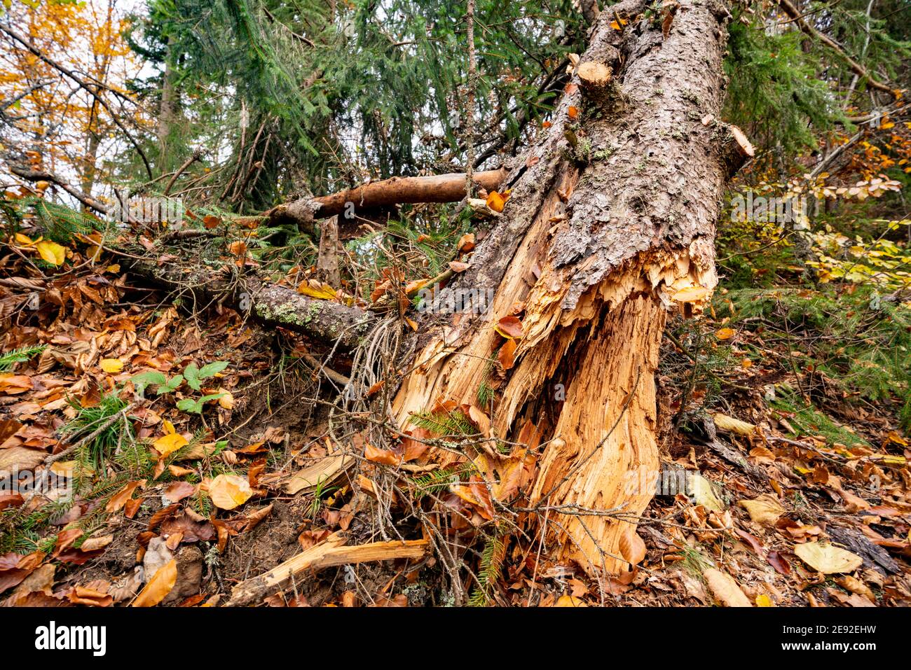 Large wet fallen tree in a beautiful multi-colored dense forest among ...