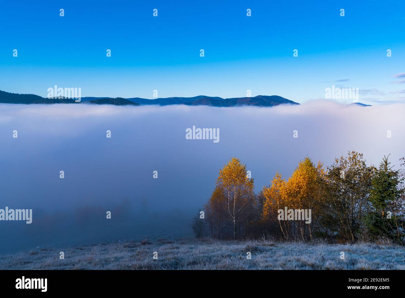 Autumn early morning and frozen dry grass covered with white fog under ...