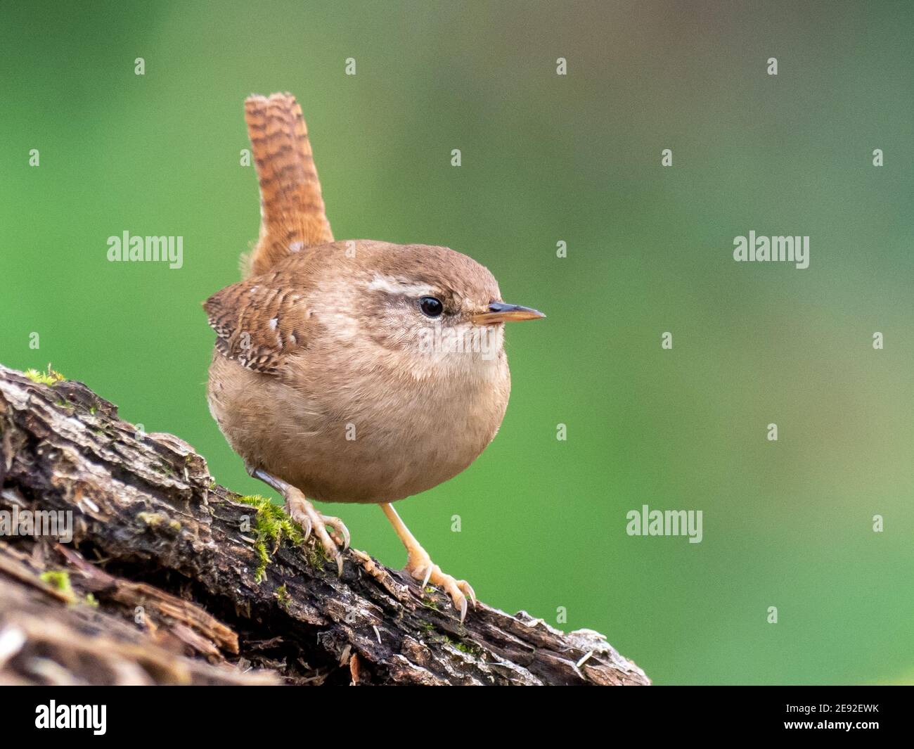 Wren on log Stock Photo - Alamy