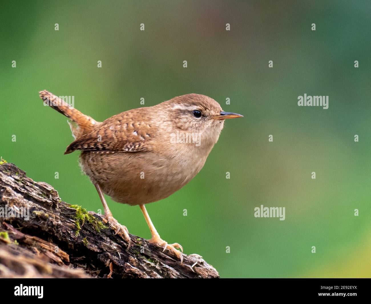 Troglodytes troglodytes on log hi-res stock photography and images - Alamy