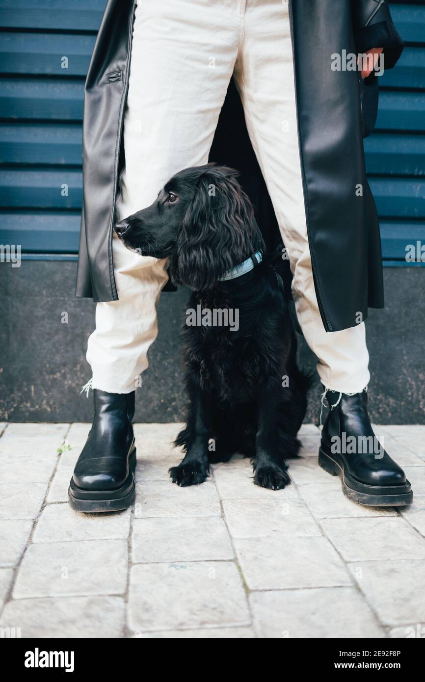 Spaniel puppy during walk sits at the feet of the owner of young ...