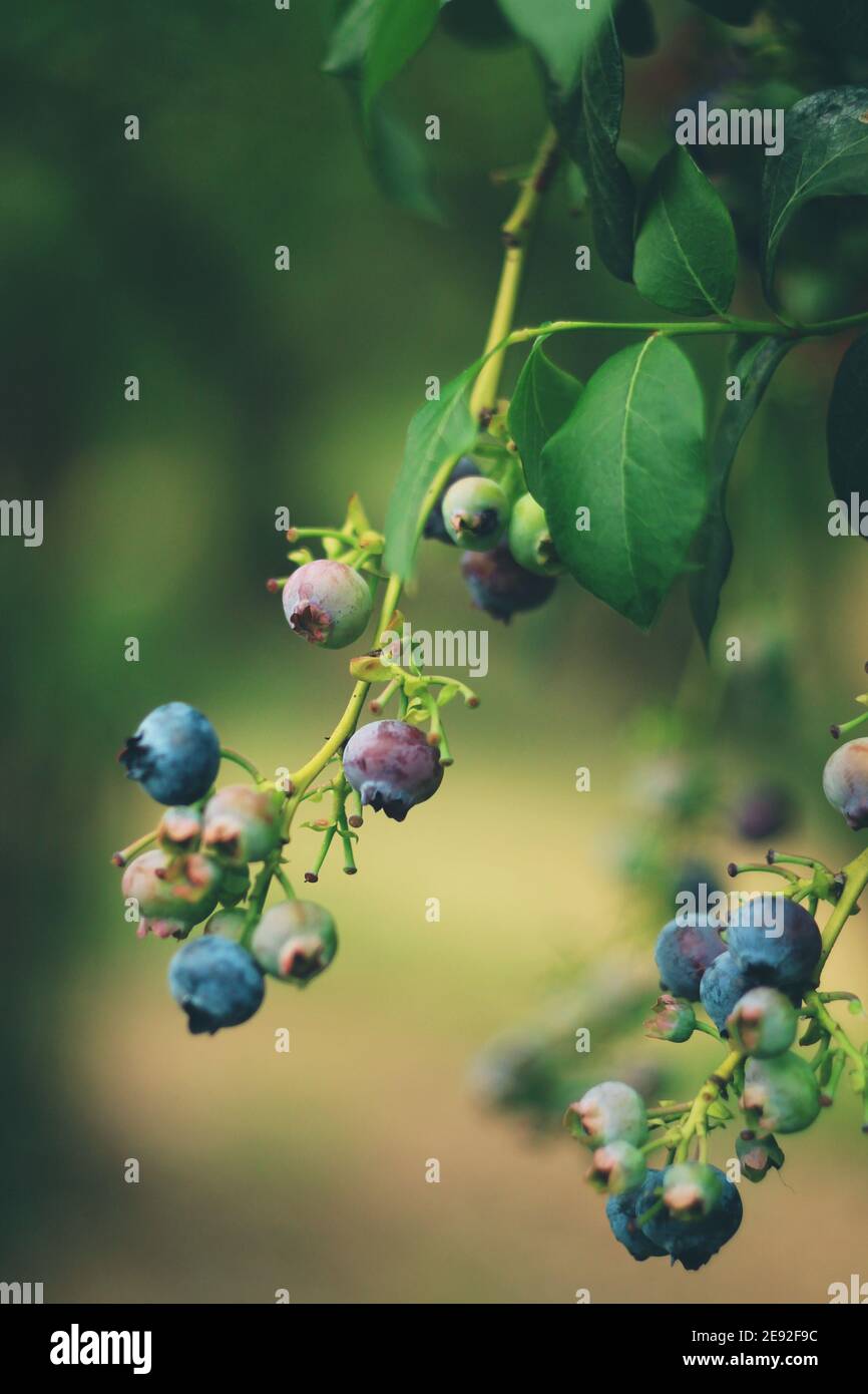 Blueberrys on the branch Stock Photo - Alamy