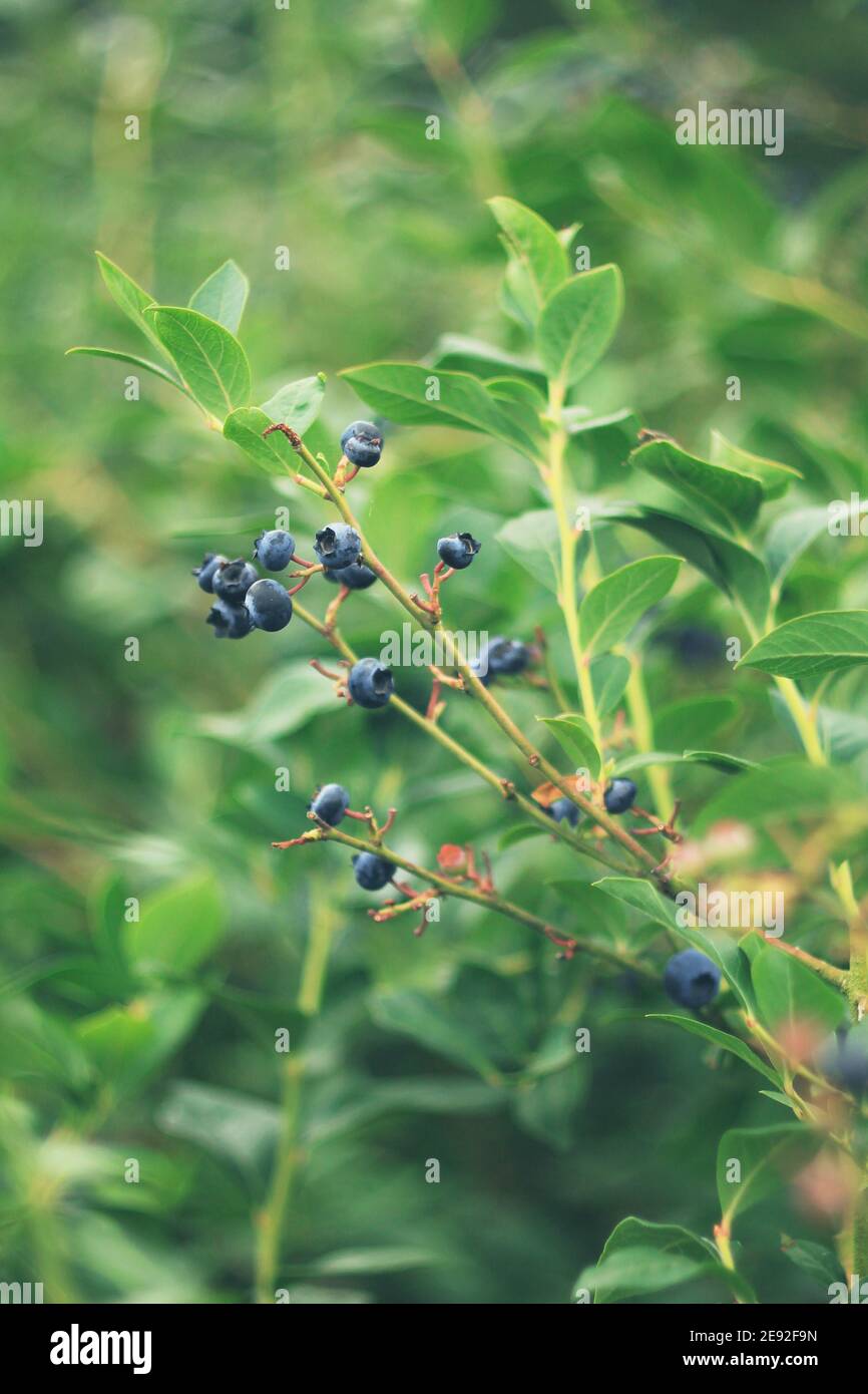 Blueberrys on the branch Stock Photo - Alamy