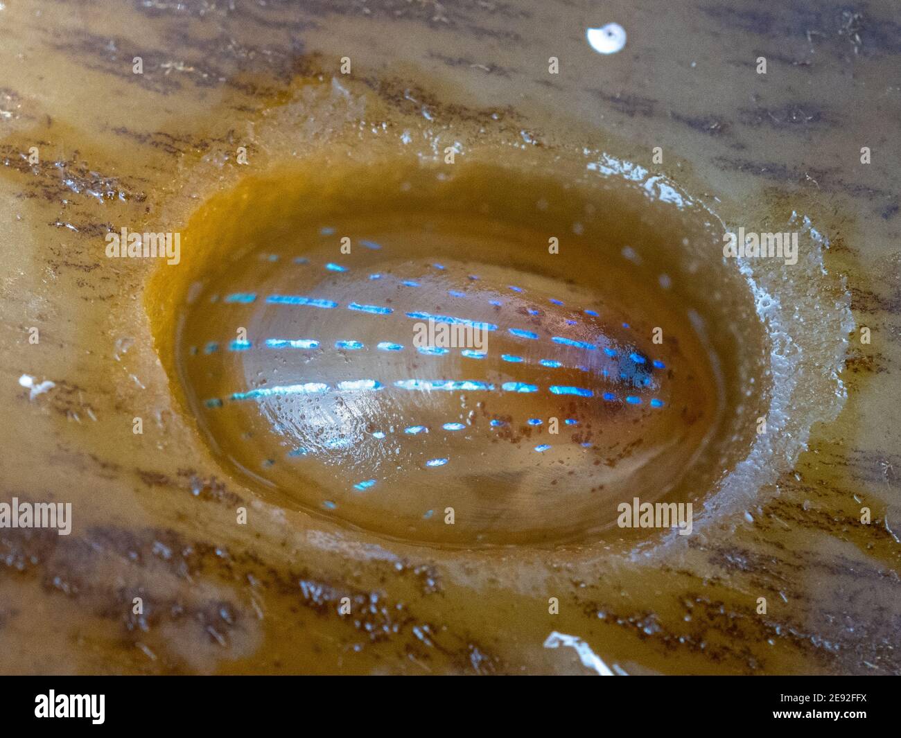 Blue rayed limpet patella pellucida hi-res stock photography and images ...