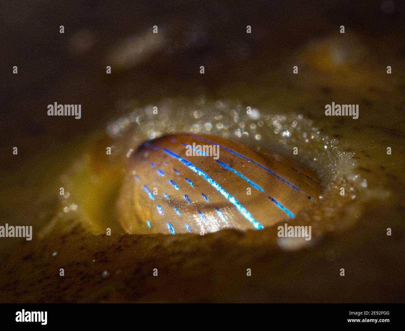 Blue-rayed Limpet - Patella pellucida Stock Photo - Alamy
