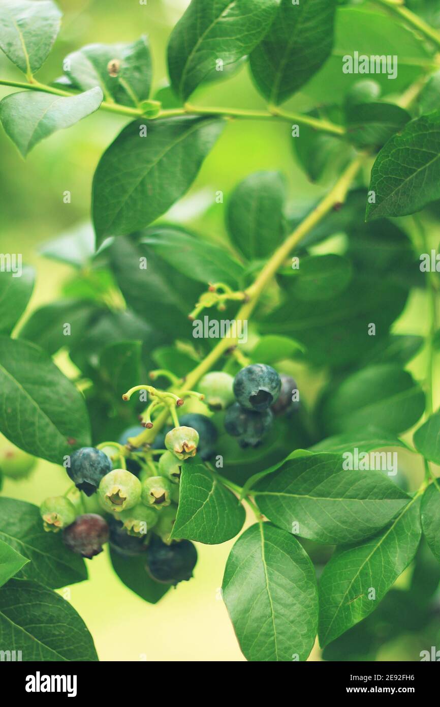 Blueberrys on the branch Stock Photo - Alamy