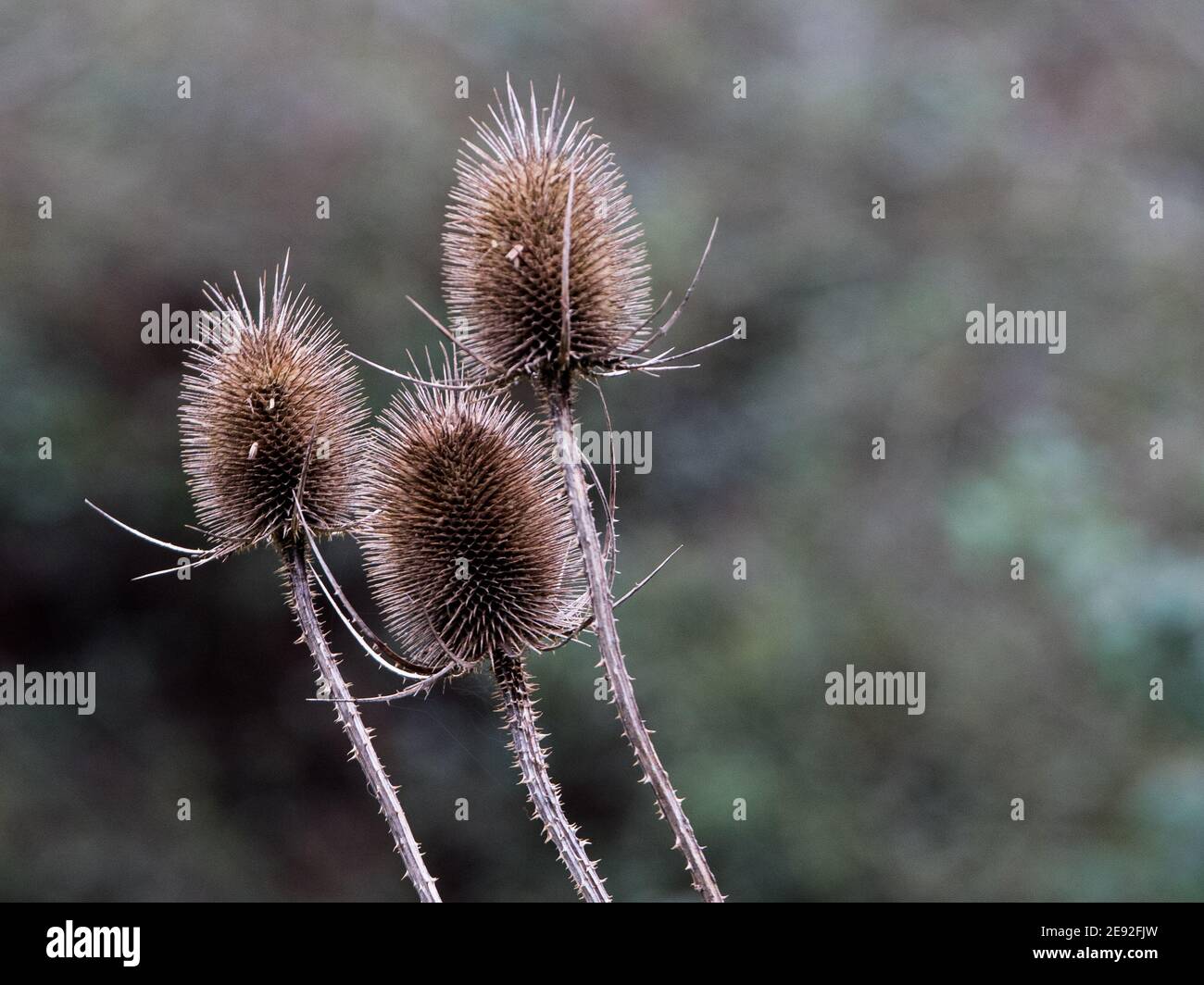 Thorny seed hi-res stock photography and images - Alamy