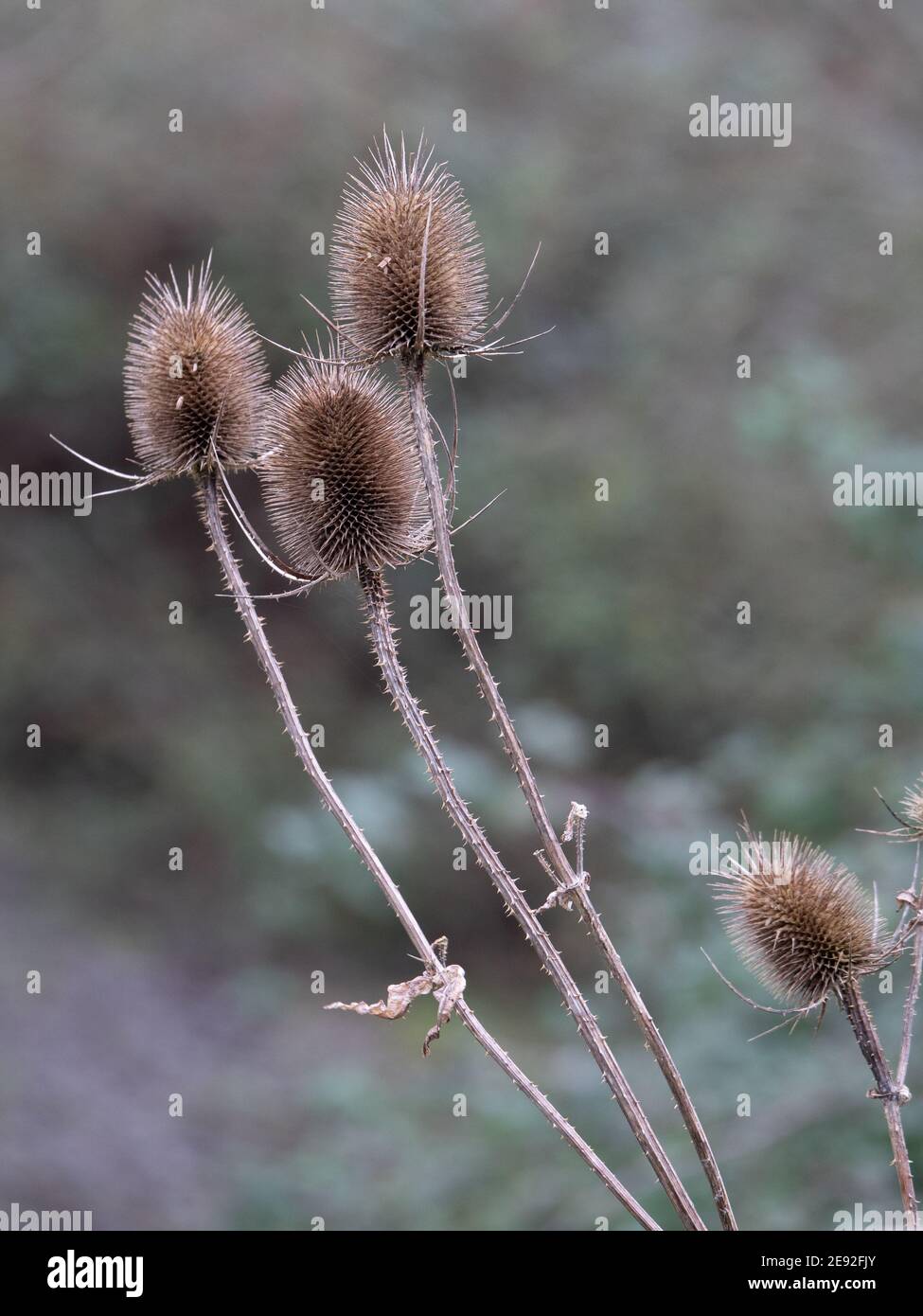 Stems seed hi-res stock photography and images - Alamy
