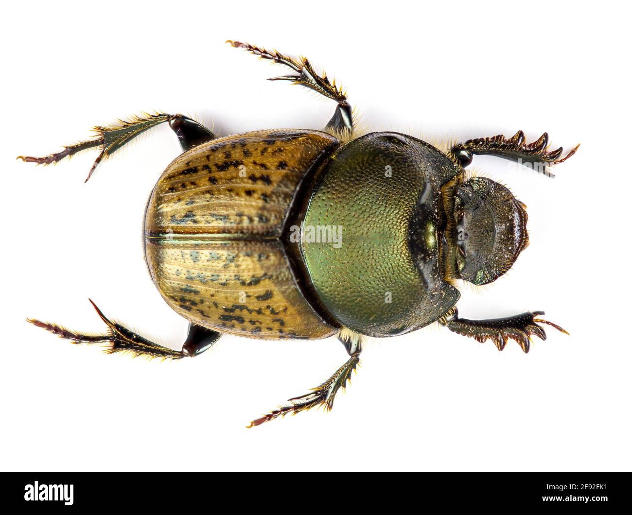 Onthophagus coenobita Dorsal View Stock Photo - Alamy