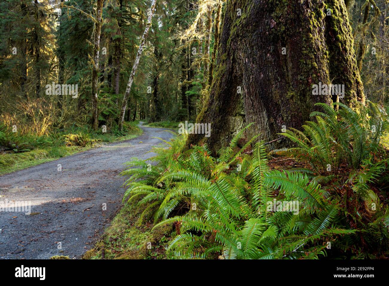 Queets spruce hi-res stock photography and images - Alamy