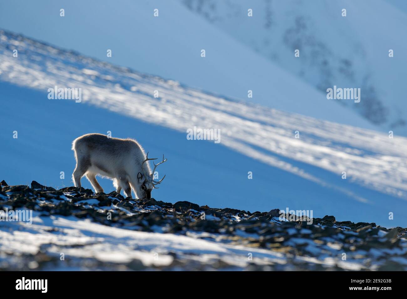 Reindeer mouth hi-res stock photography and images - Alamy