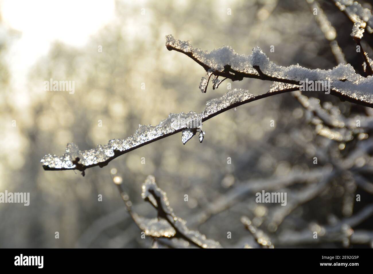 Frosted little branch Stock Photo - Alamy