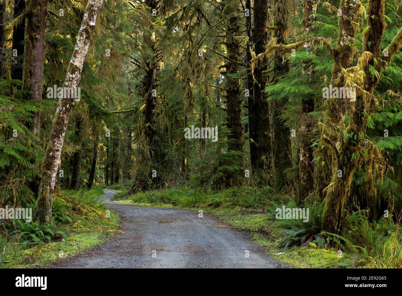 Lower Queets River Road flowing through temperate old-growth forest ...