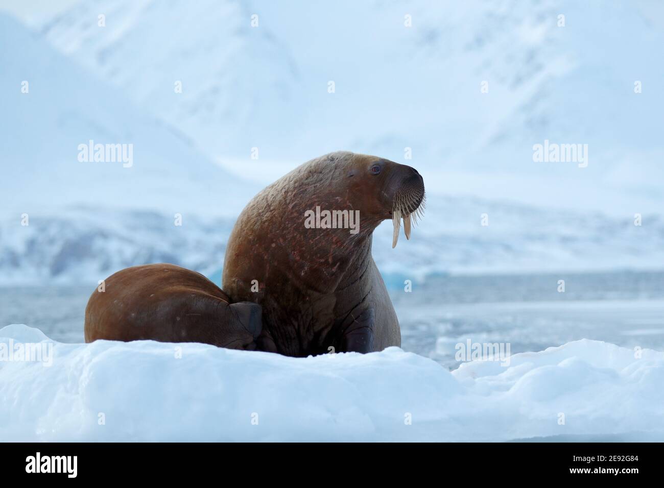 Female walrus hi-res stock photography and images - Alamy
