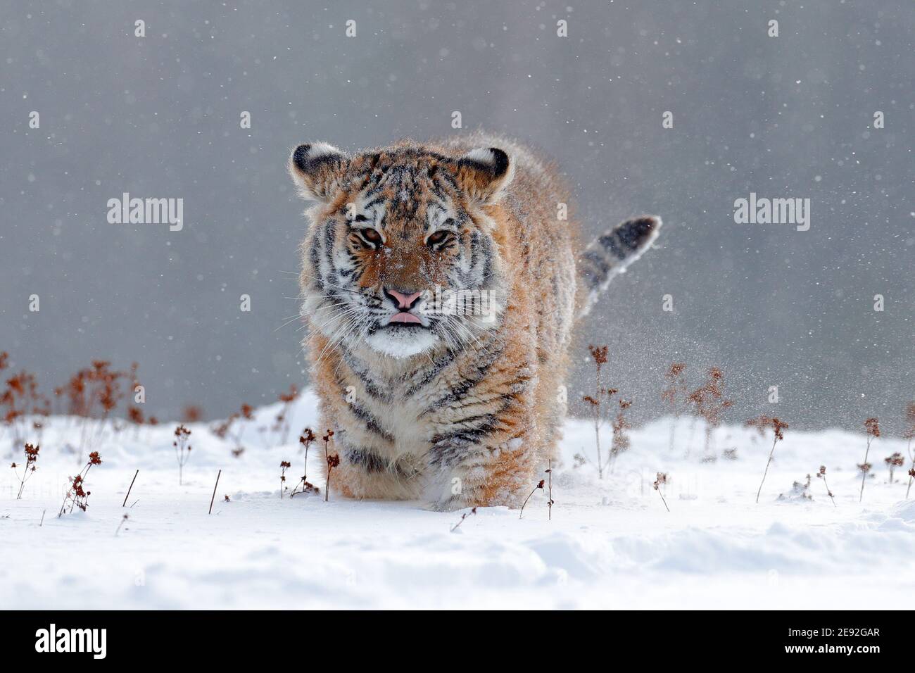 Siberian tiger running in the snow. Tiger in wild winter nature. Action ...