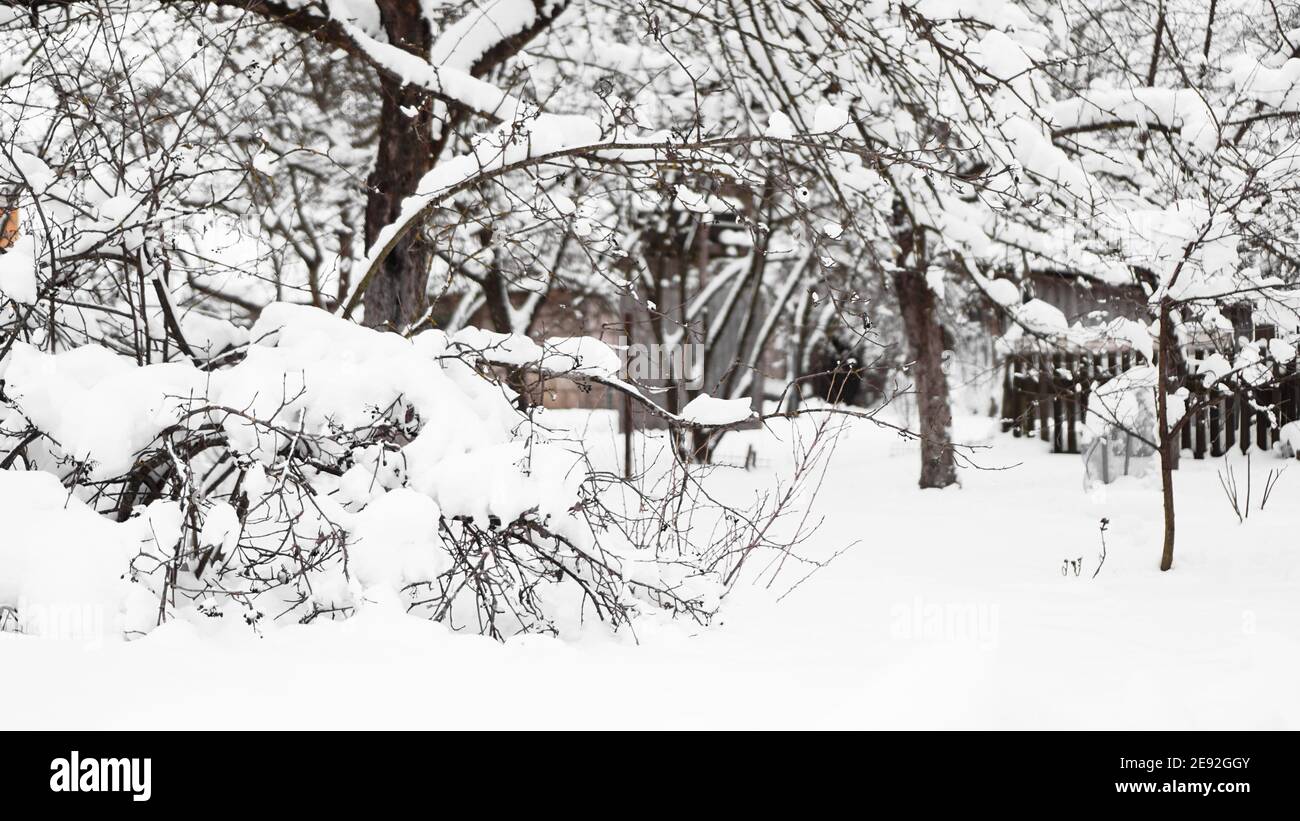 Branches of young apple tree under snow in sunny frosty morning, fence ...