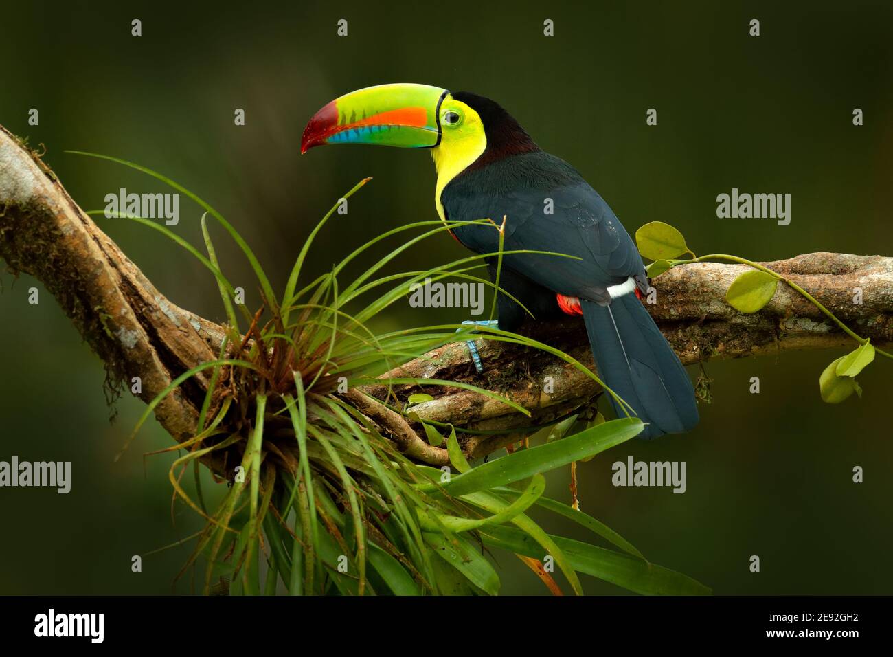 Keel Billed Toucan Habitat