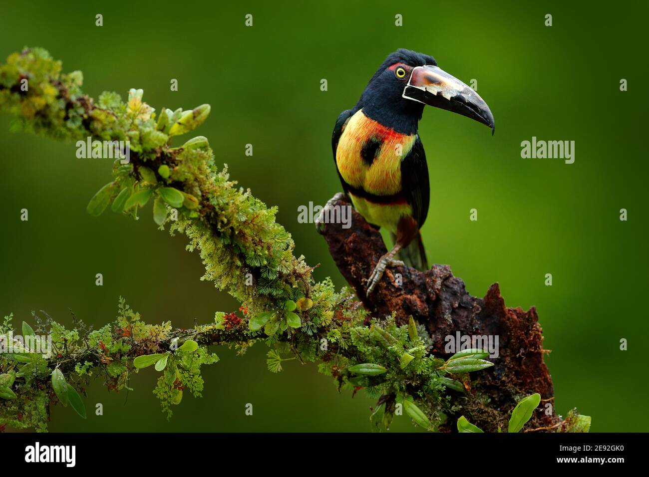 Collared Aracari, Small toucan Pteroglossus torquatus, bird with big ...