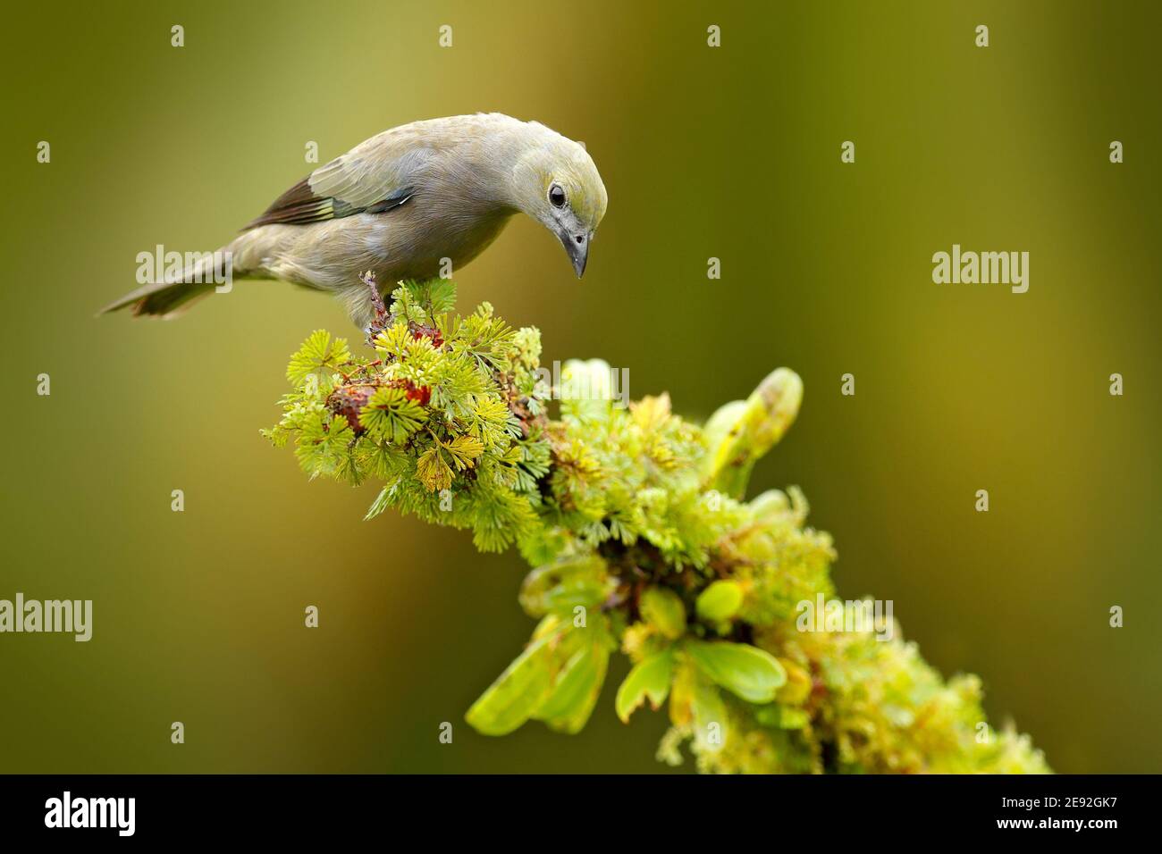 Palm Tanager, Thraupis palmarum, bird in the green forest habitat ...