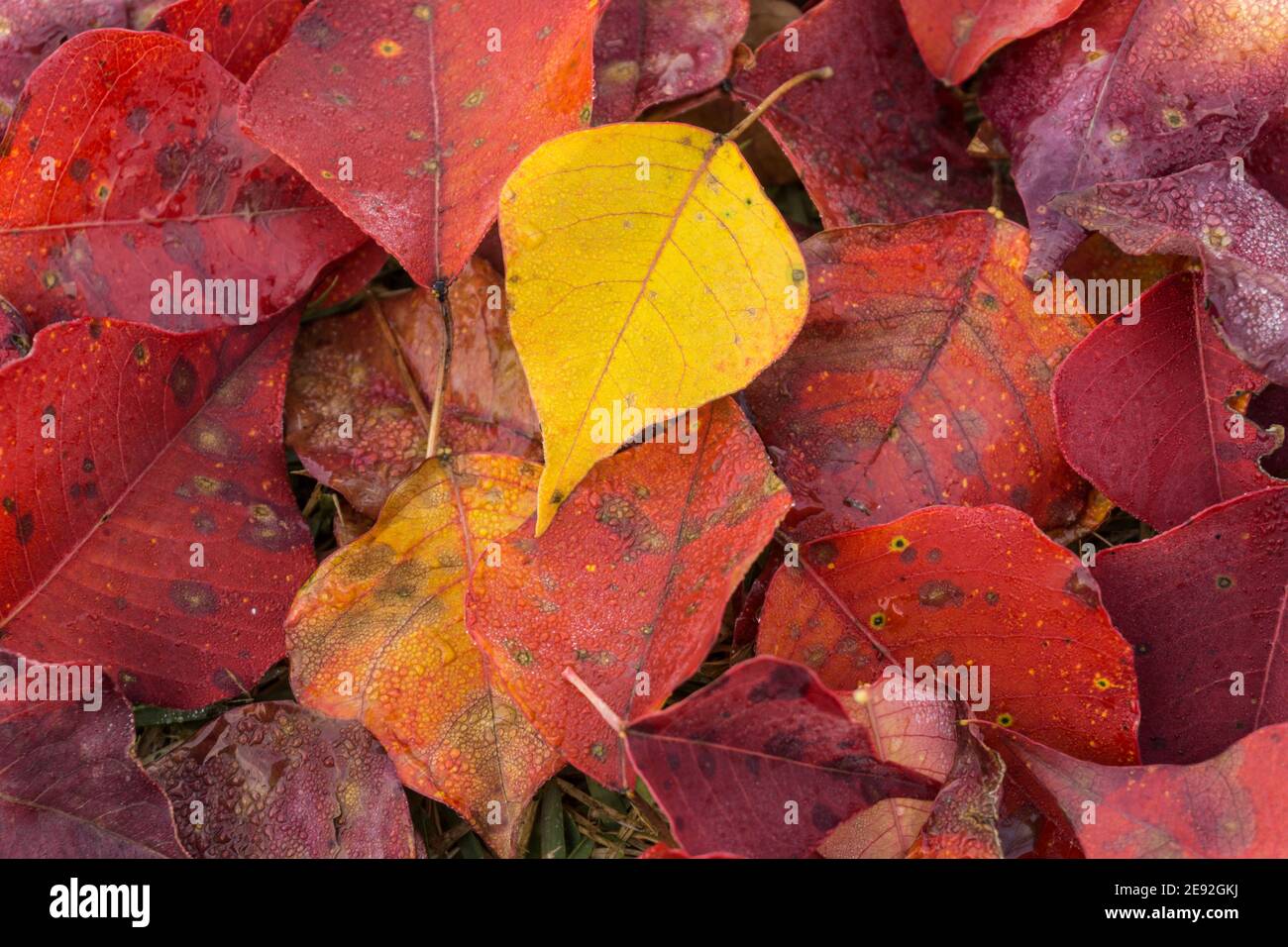 Gold, red and yellow leaves of Chinese Tallow trees lie on the ground ...