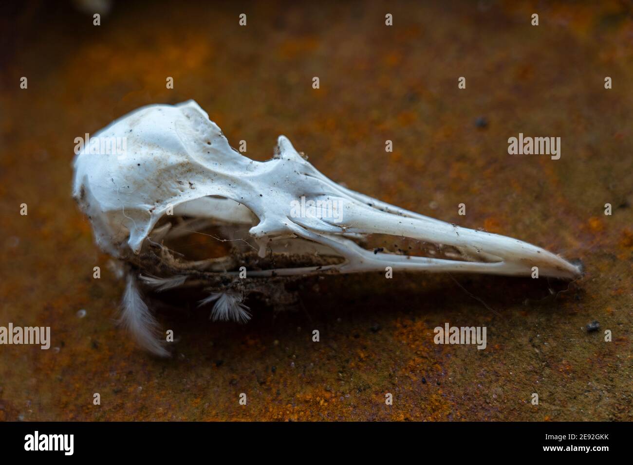 bird skull on beach at marske-by-the-sea, north yorkshire, uk Stock ...