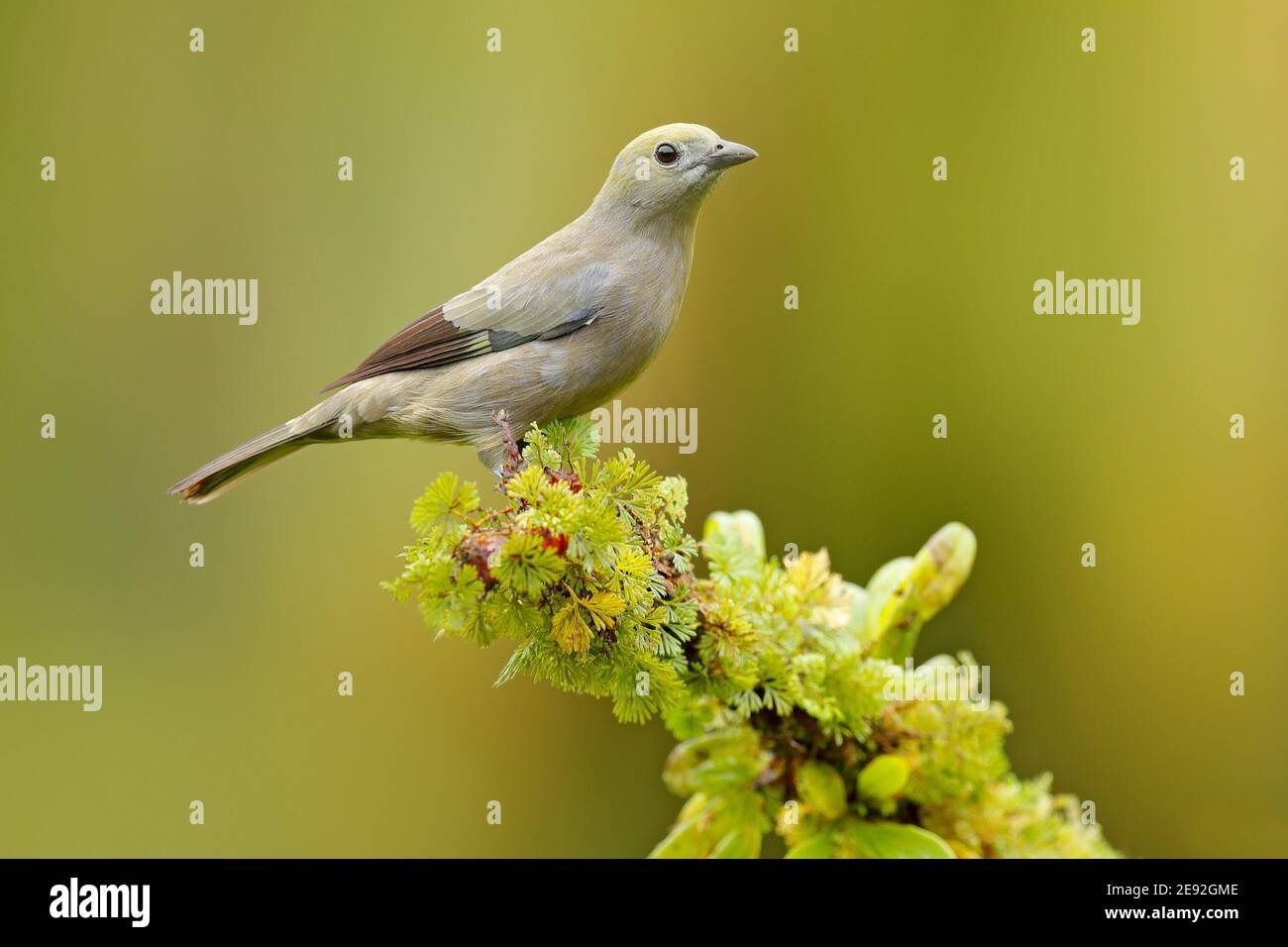 Palm Tanager, Thraupis palmarum, bird in the green forest habitat ...