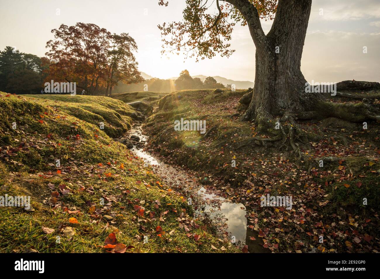 Close up detail of trees, leaves and a stream in Nara Park, Japan on a ...