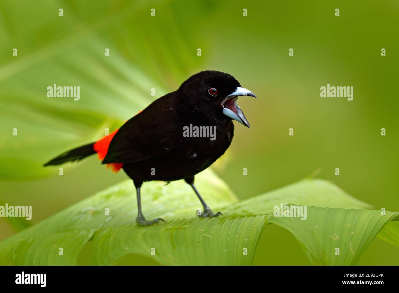 Scarlet-rumped Tanager, Ramphocelus passerinii, exotic tropical red and ...