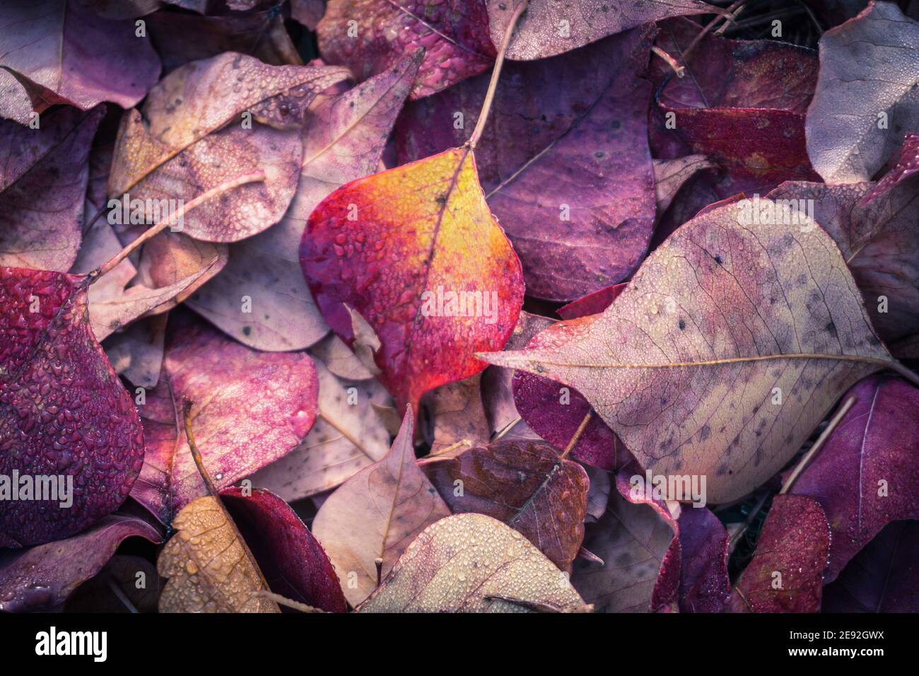 Gold, red and yellow leaves of Chinese Tallow trees lie on the ground ...