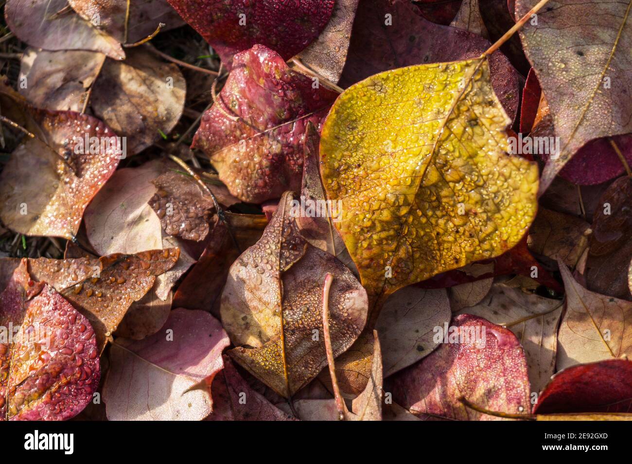 Japanese Tallow Tree High Resolution Stock Photography and Images - Alamy