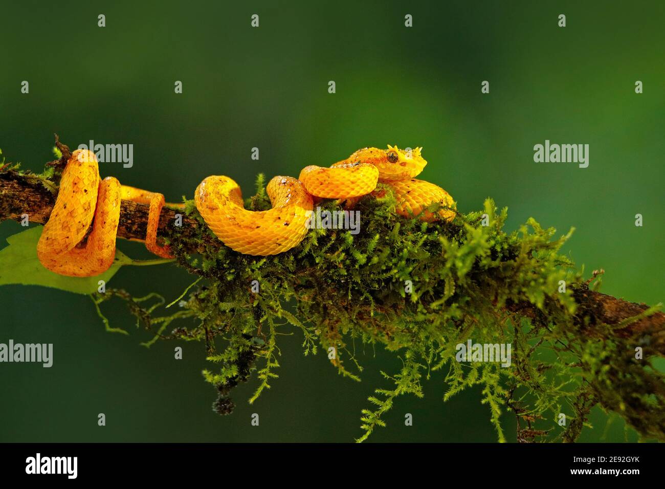Eyelash Palm Pitviper, Bothriechis schlegeli, on green mossy branch ...