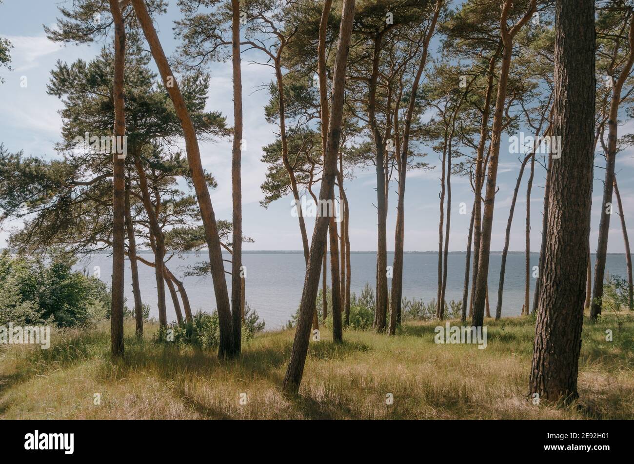 Closeup shot of trees on the coast of the blue sea Stock Photo - Alamy