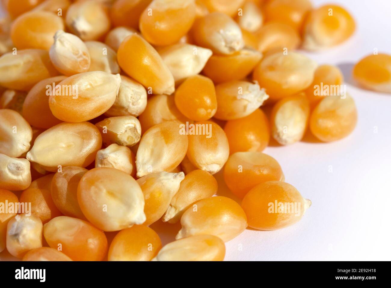 Corn kernels on a white background Stock Photo - Alamy