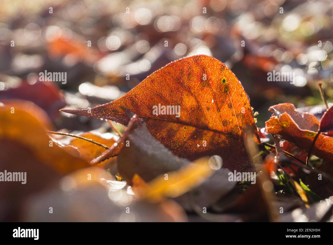 Gold, red and yellow leaves of Chinese Tallow trees lie on the ground ...