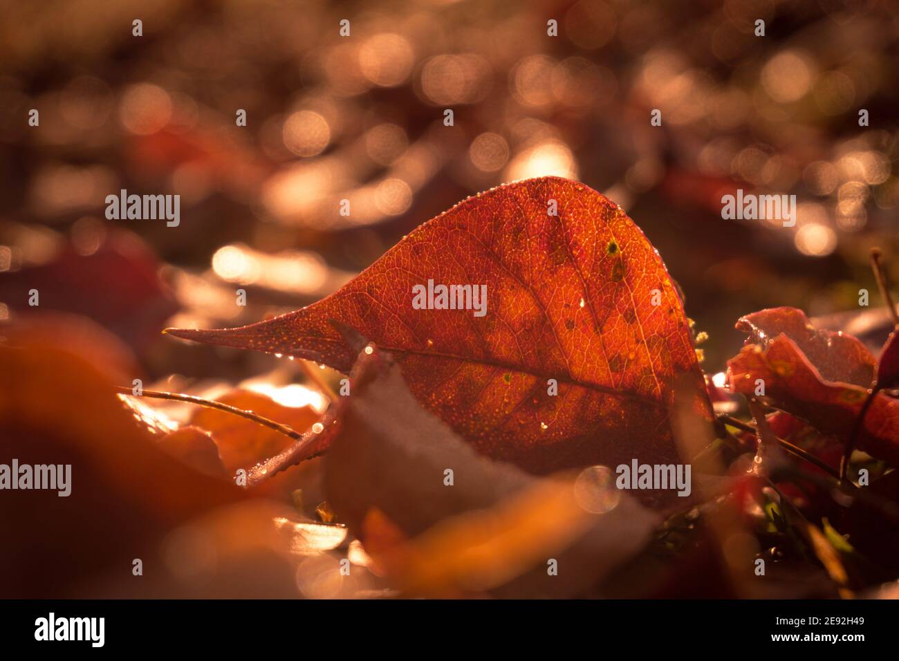 Chinese tallowtree hi-res stock photography and images - Alamy