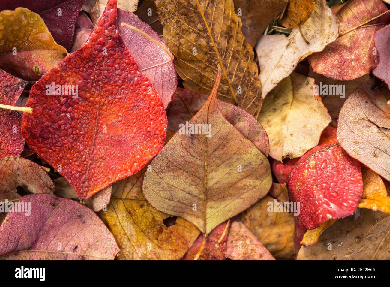 Gold, red and yellow leaves of Chinese Tallow trees lie on the ground ...