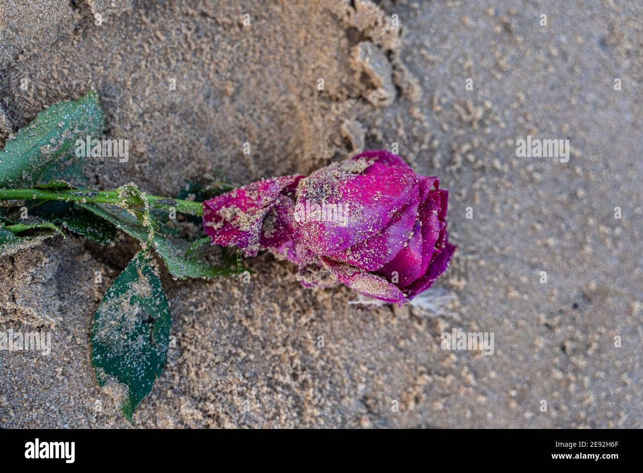 faded red rose on marske beach, north yorkshire, UK Stock Photo - Alamy