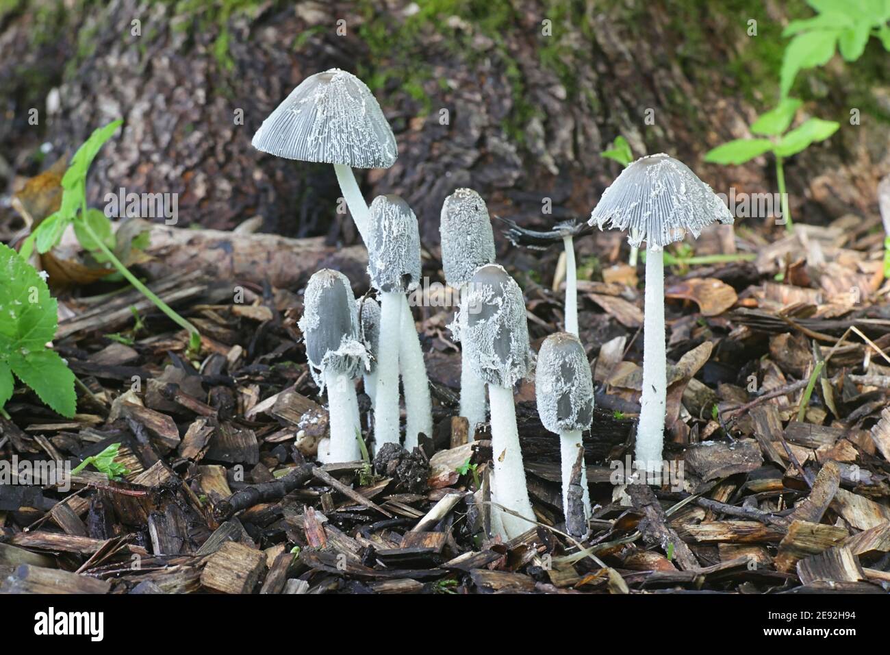 Coprinus Lagopus