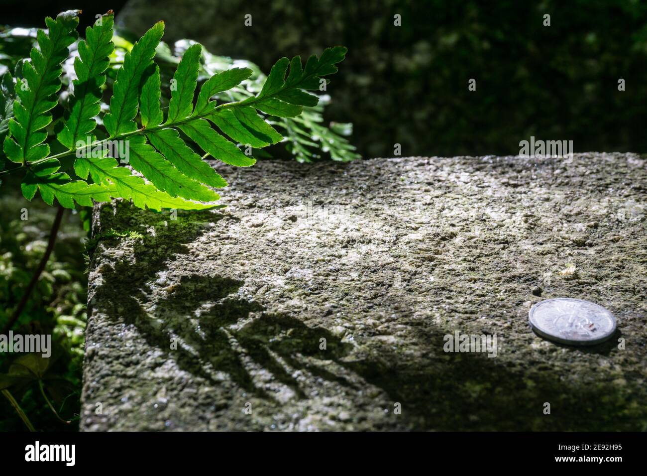 Fern Garden Japanese High Resolution Stock Photography and Images - Alamy